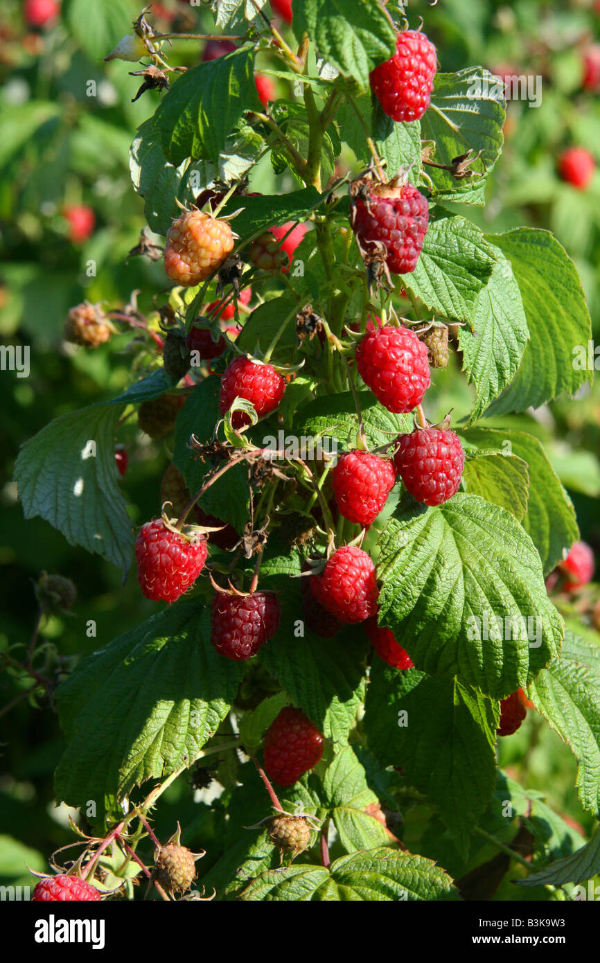 Raspberry patch at orchard, S Michigan USA Stock Photo - Alamy