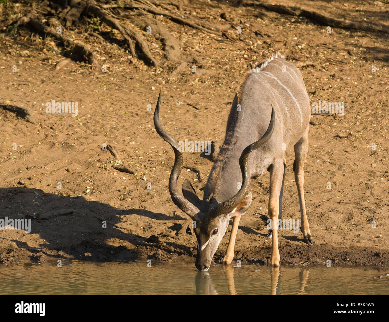 Drinking kudu hi-res stock photography and images - Alamy