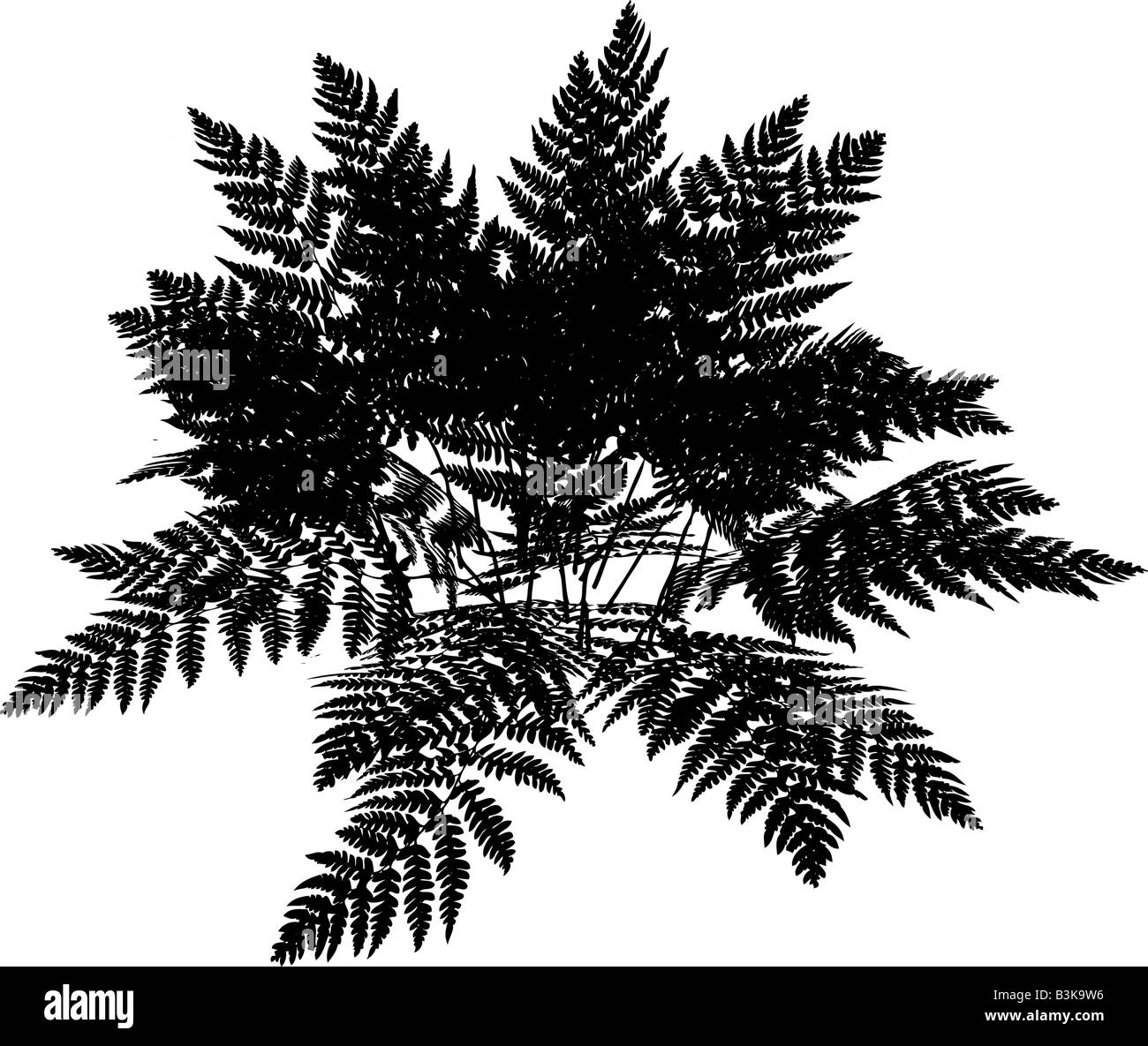 Spring foliage Cut Out Stock Images & Pictures - Alamy