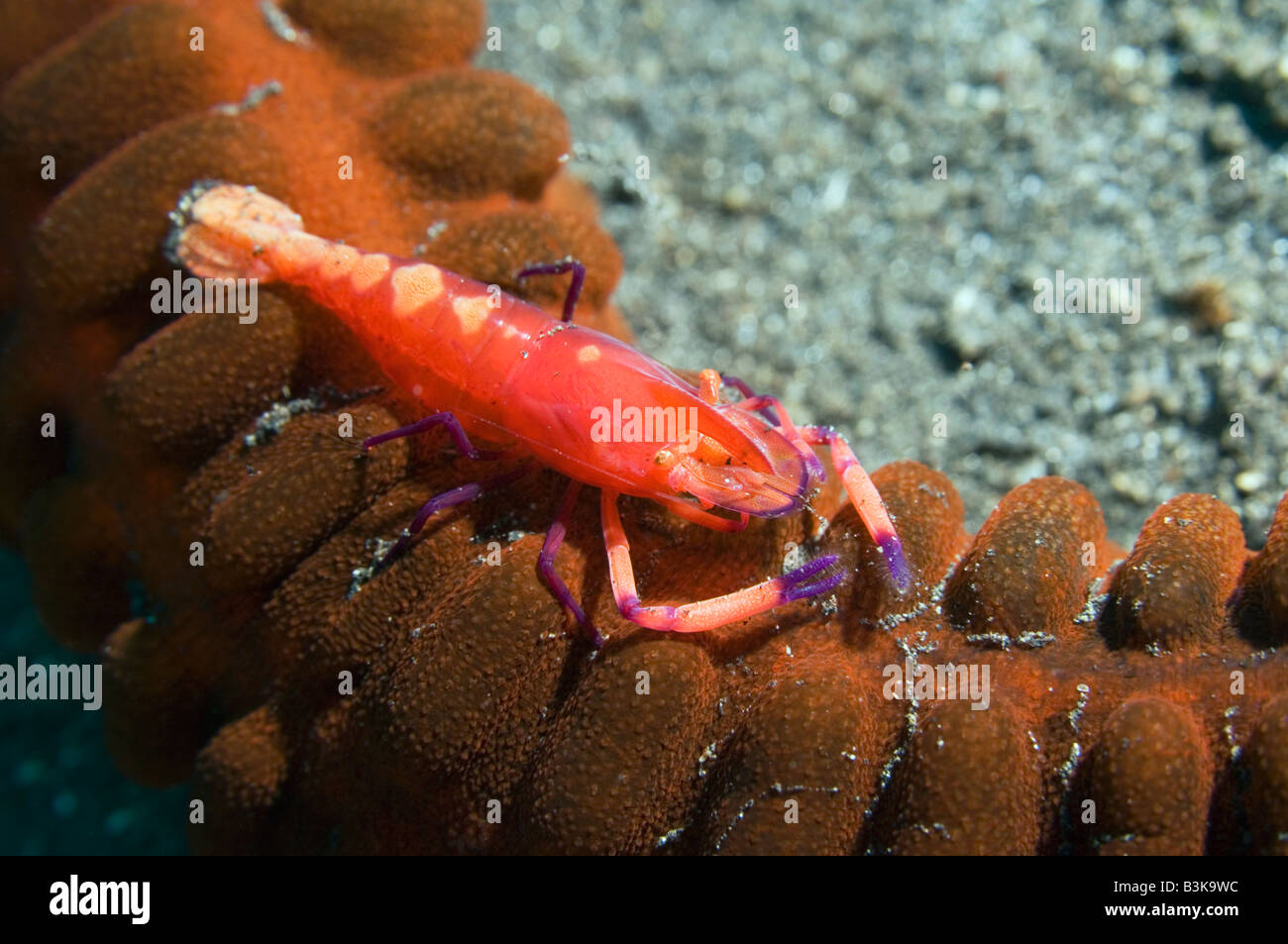 Emperor shrimp Periclemenes imperator on synaptid seacucumber Lembeh ...
