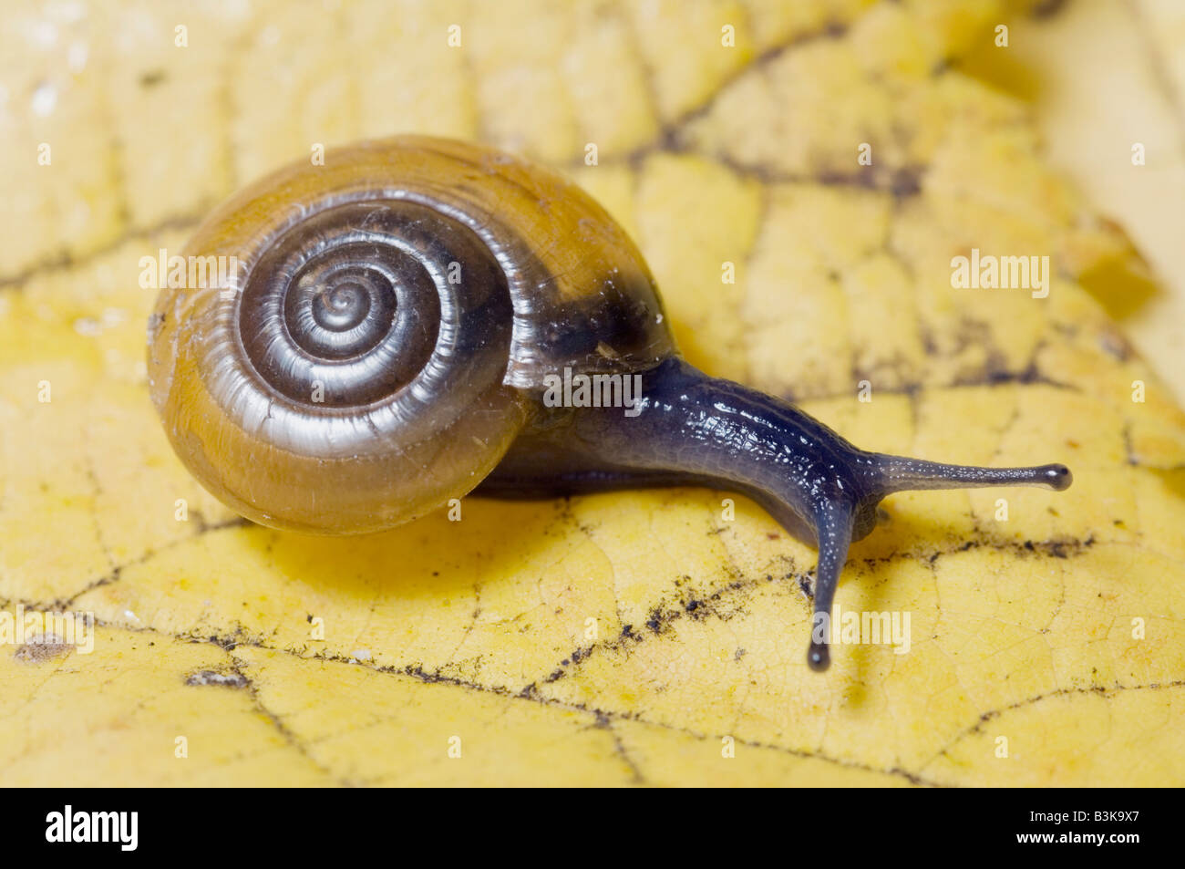 Cellar snail Oxychilus cellarius Body bluish grey UK Digital capture ...