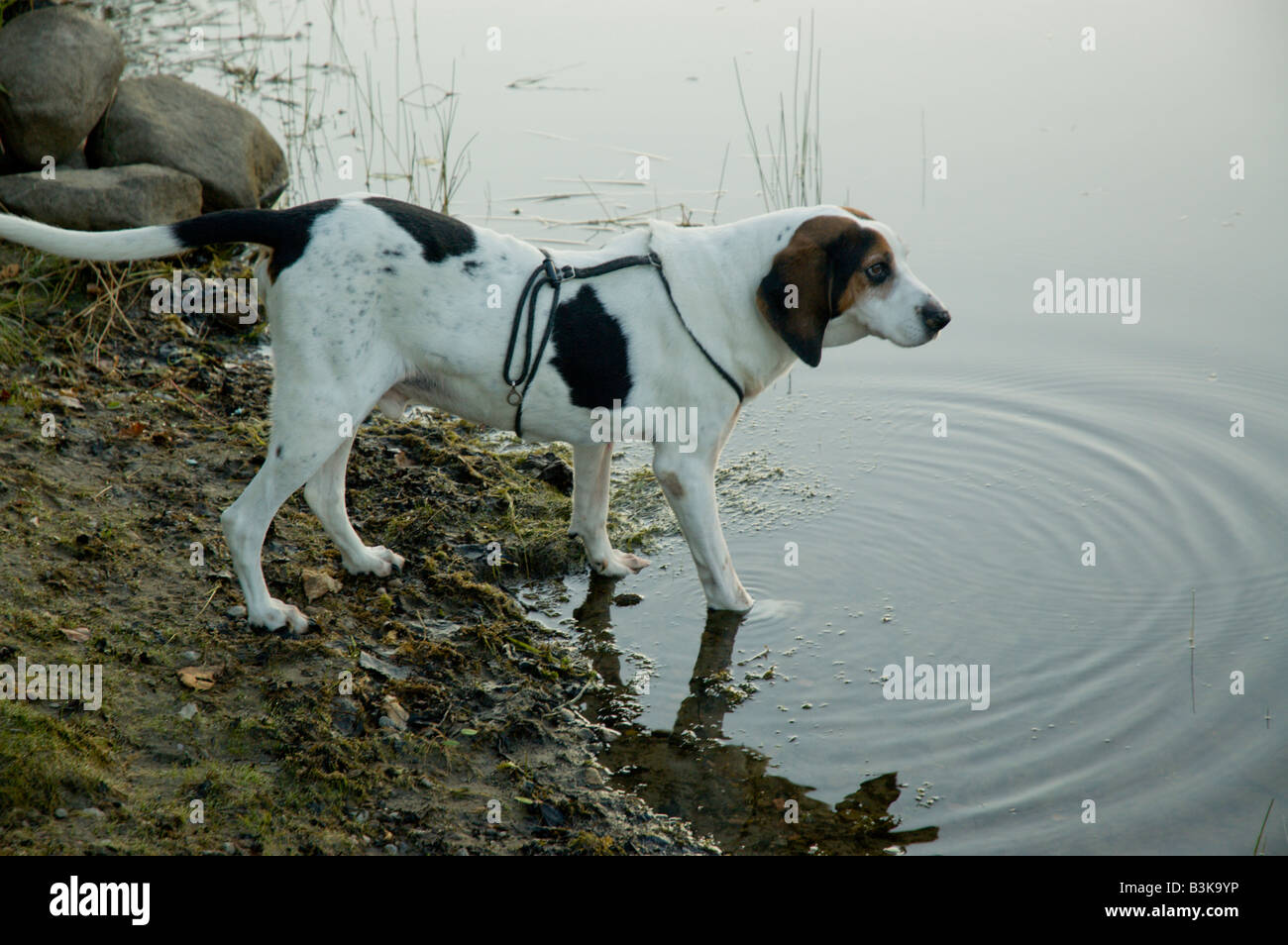Dog standing water hi-res stock photography and images - Alamy