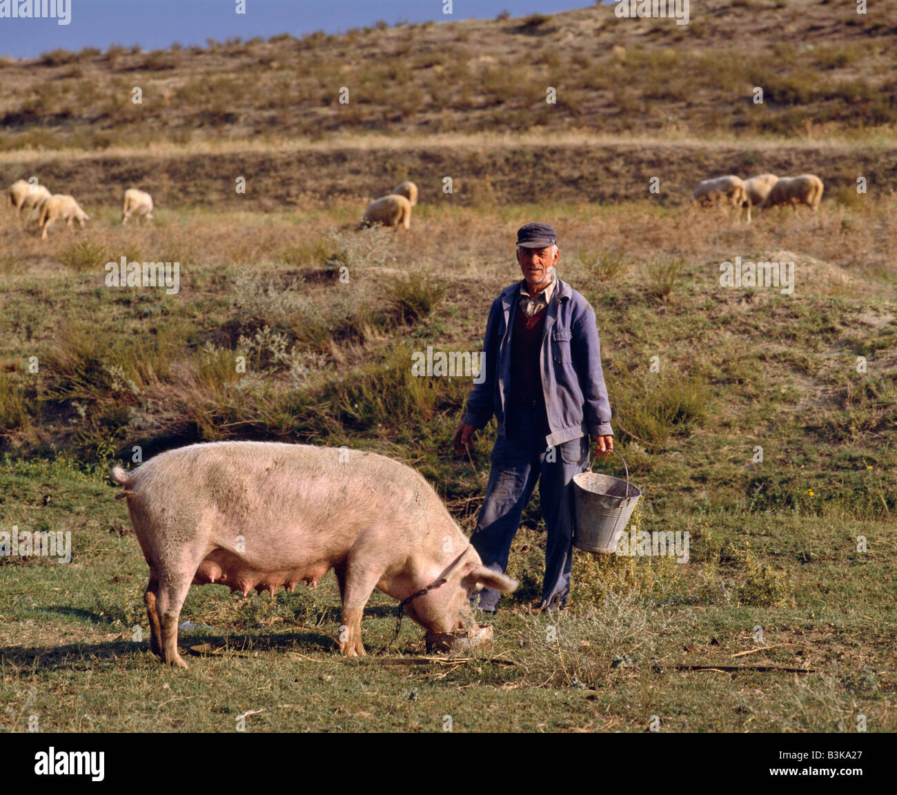 Farmer feeding his sow near Sandanski south west Bulgaria Stock Photo ...