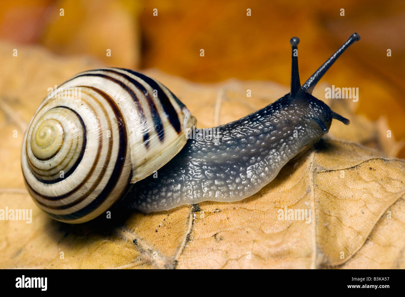 White lipped snail Cepaea hortensis UK Digital capture Stock Photo - Alamy