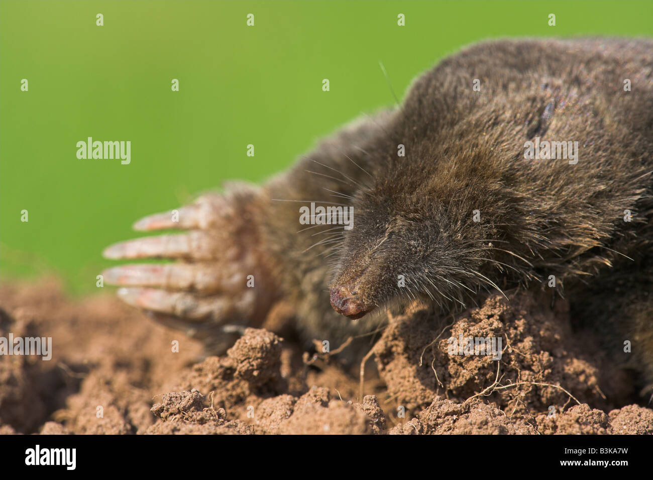 European Mole Talpa europaea on top of molehill (head in focus) at ...