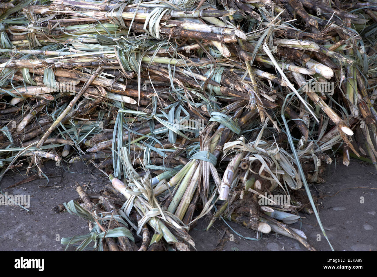 Agriculture caribbean hi-res stock photography and images - Alamy