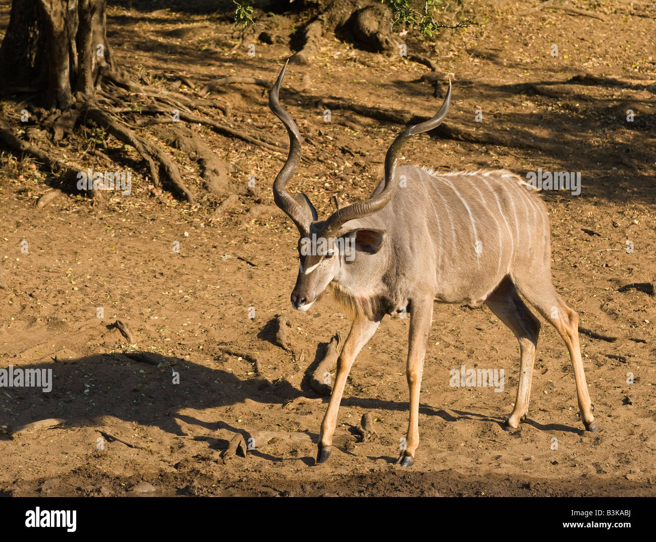 Afrika kudu hi-res stock photography and images - Alamy
