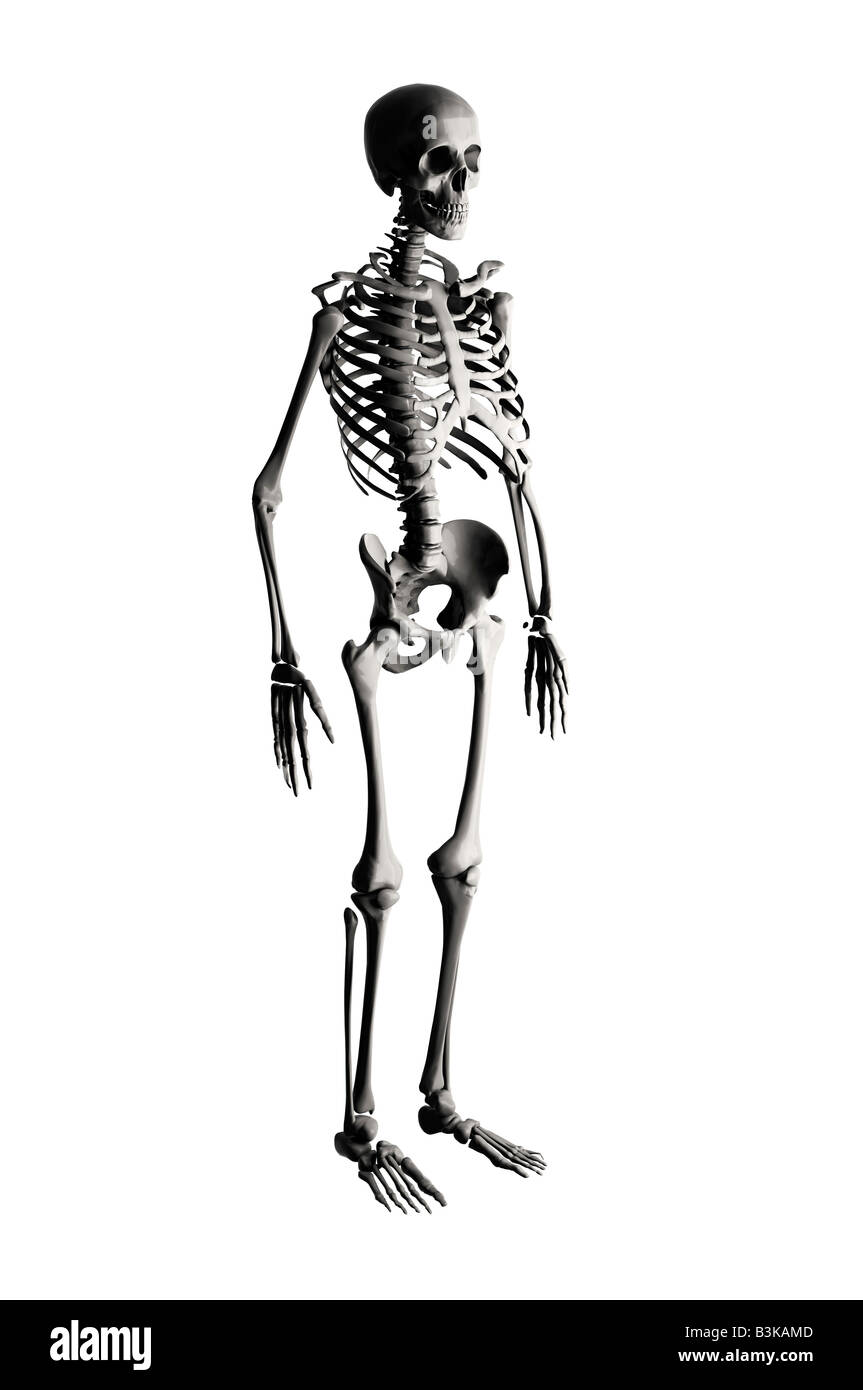Human skeleton cut out hi-res stock photography and images - Alamy