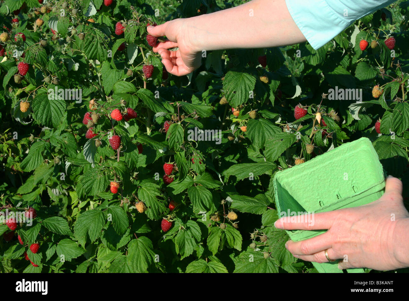 Picking raspberries at orchard, S Michigan USA by Carol Dembinsky ...