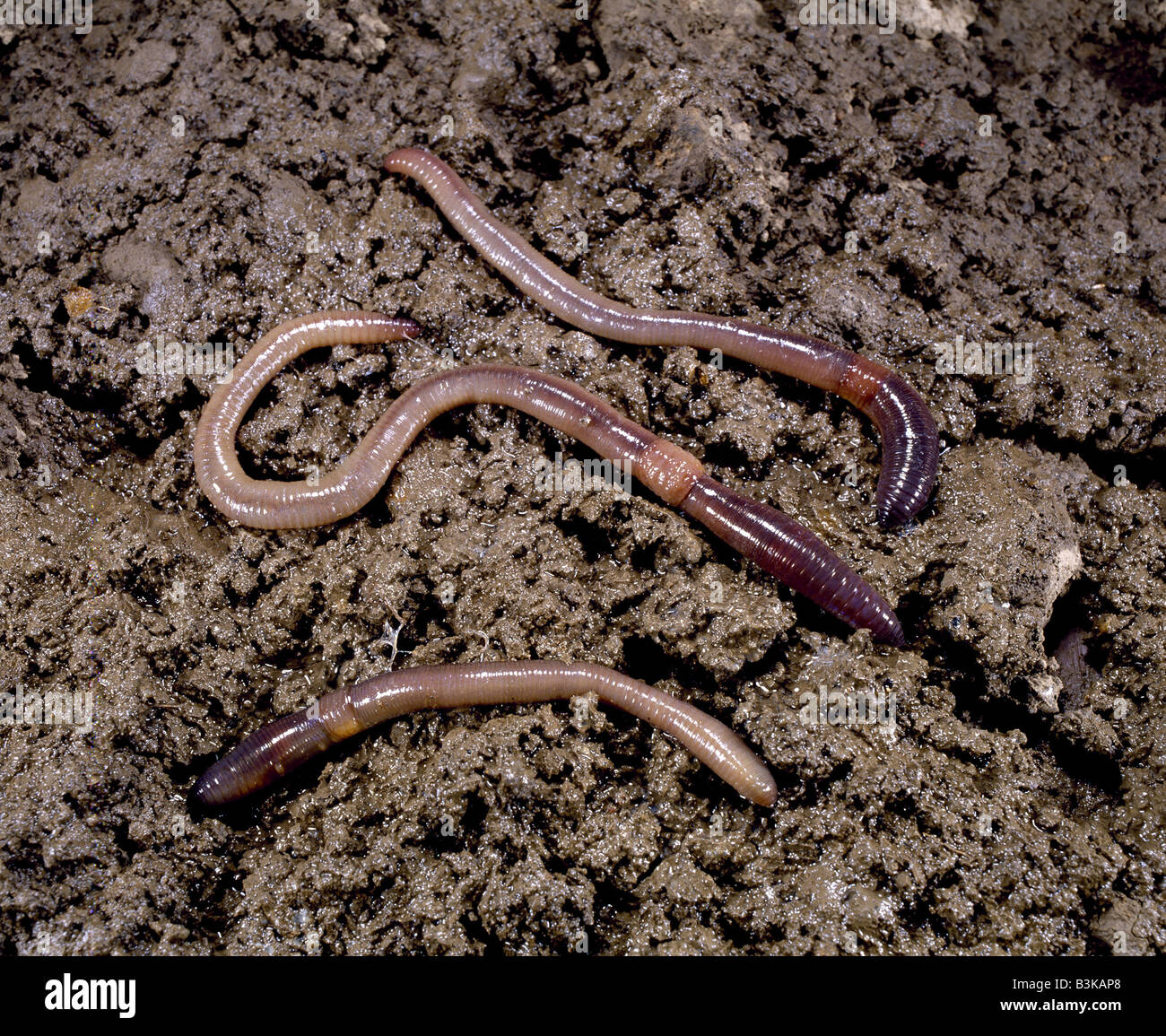 Nightcrawlers hi-res stock photography and images - Alamy