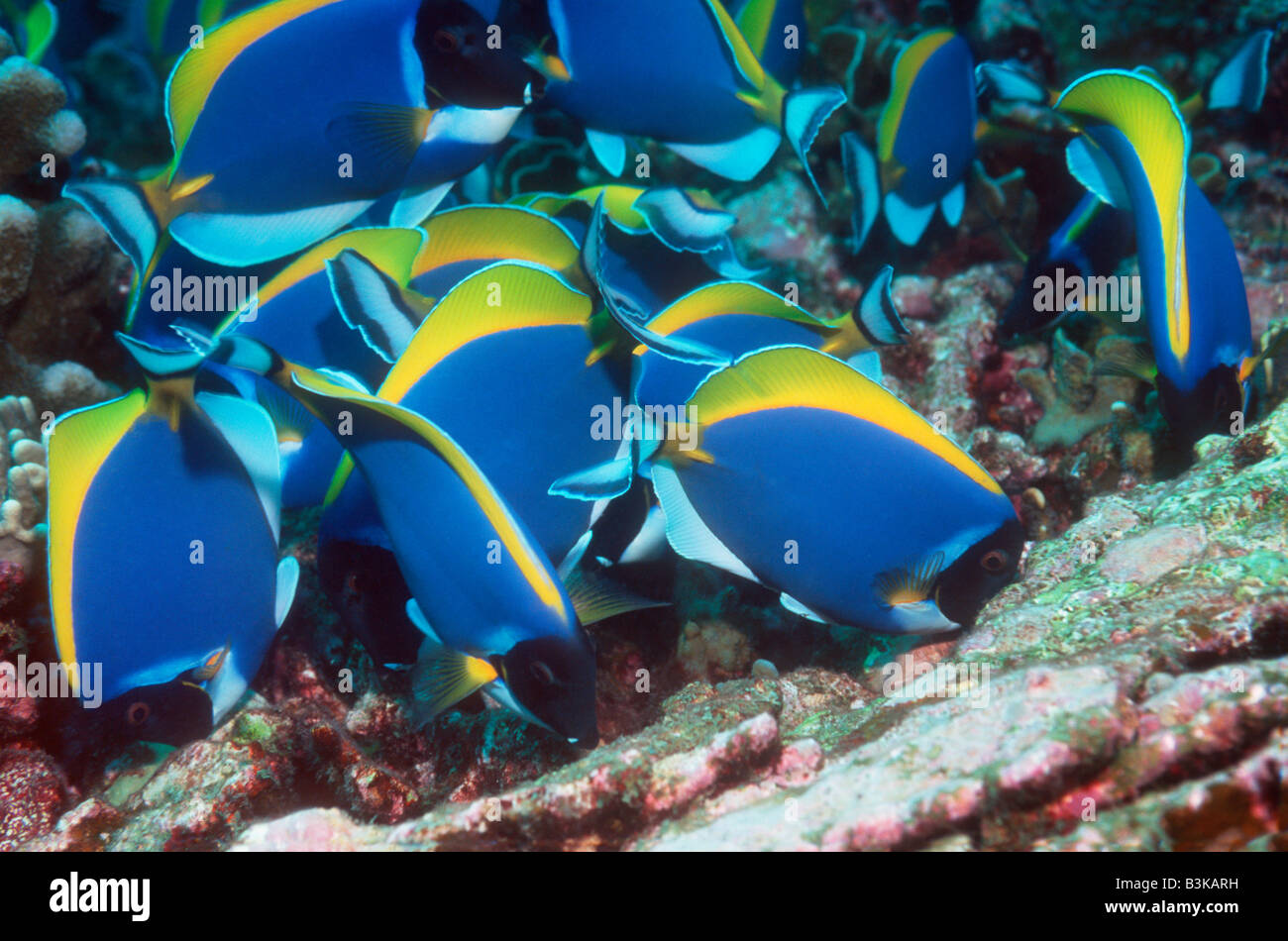 Powder blue surgeonfish Acanthurus leucosternon grazing on algae on ...
