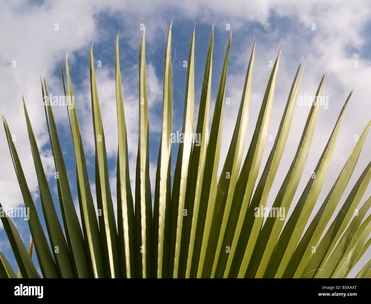 Protruding points hi-res stock photography and images - Alamy