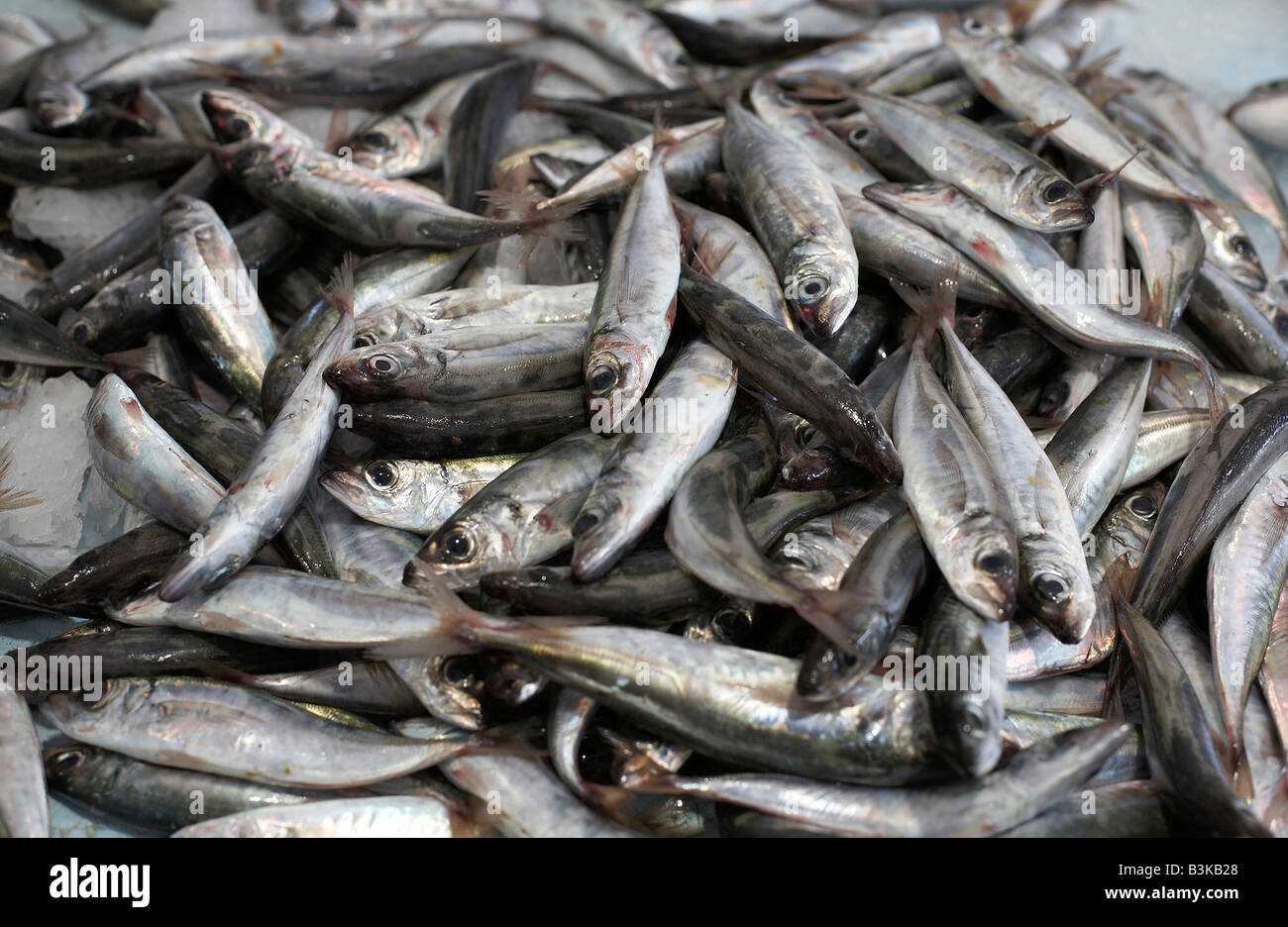 Fresh fish on sale at the Mercado Municipal in Albufeira Portugal Stock ...