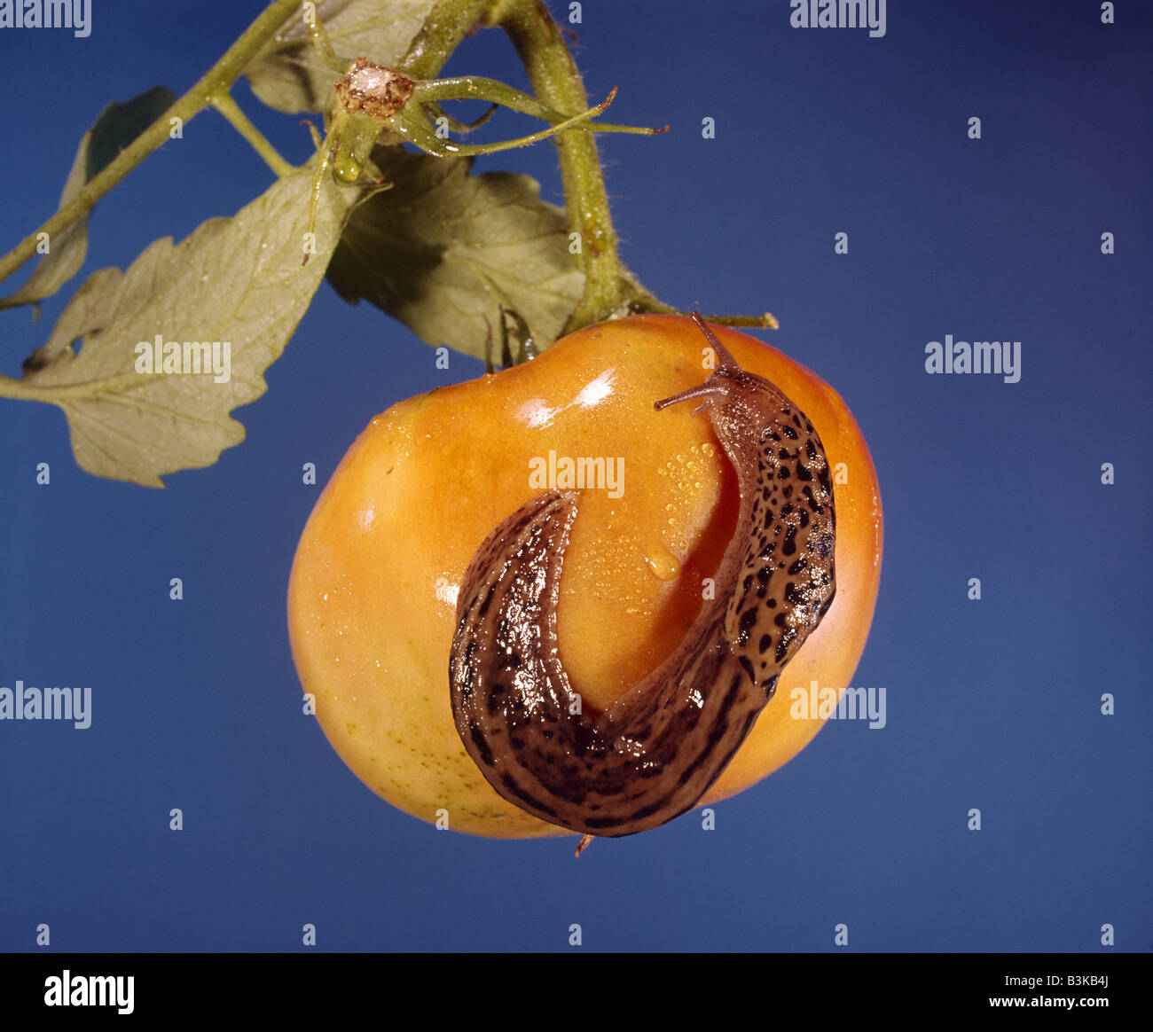 Spotted garden slug hi-res stock photography and images - Alamy