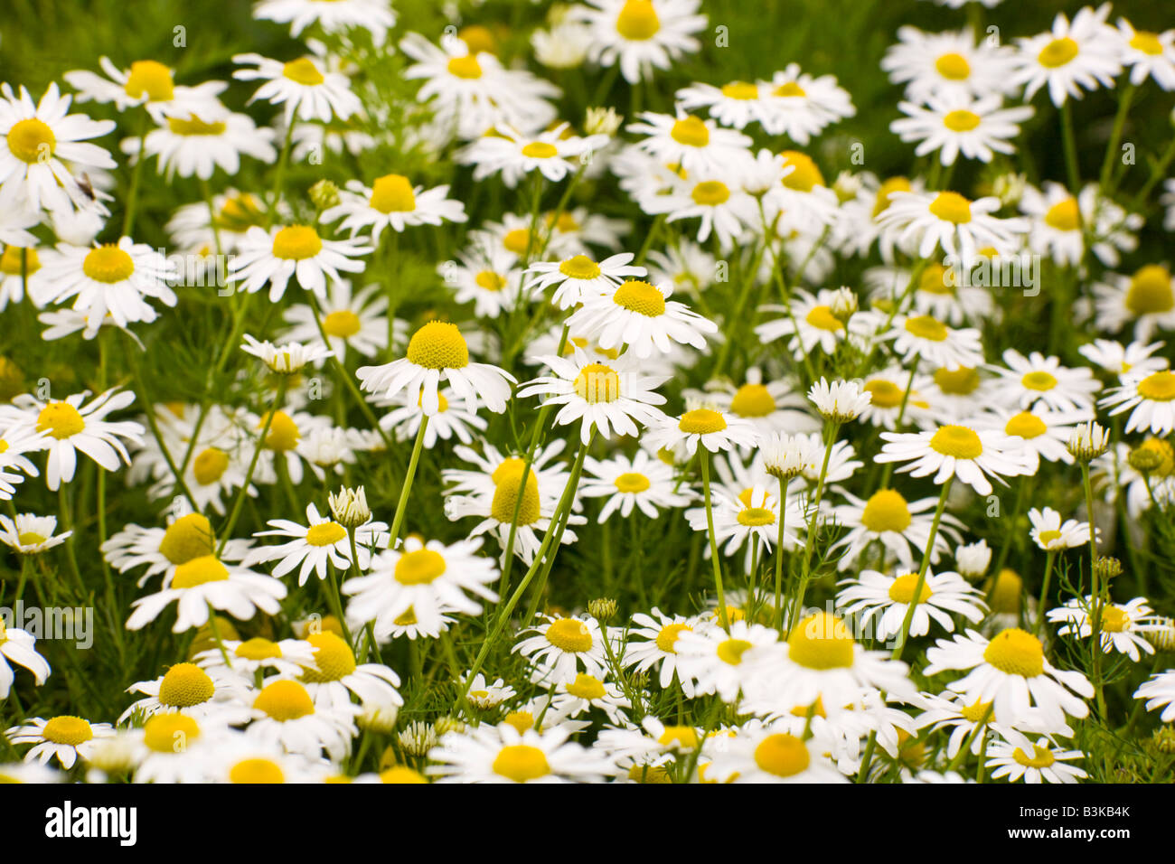 Oxeye daisy meadow leucanthemum hi-res stock photography and images - Alamy