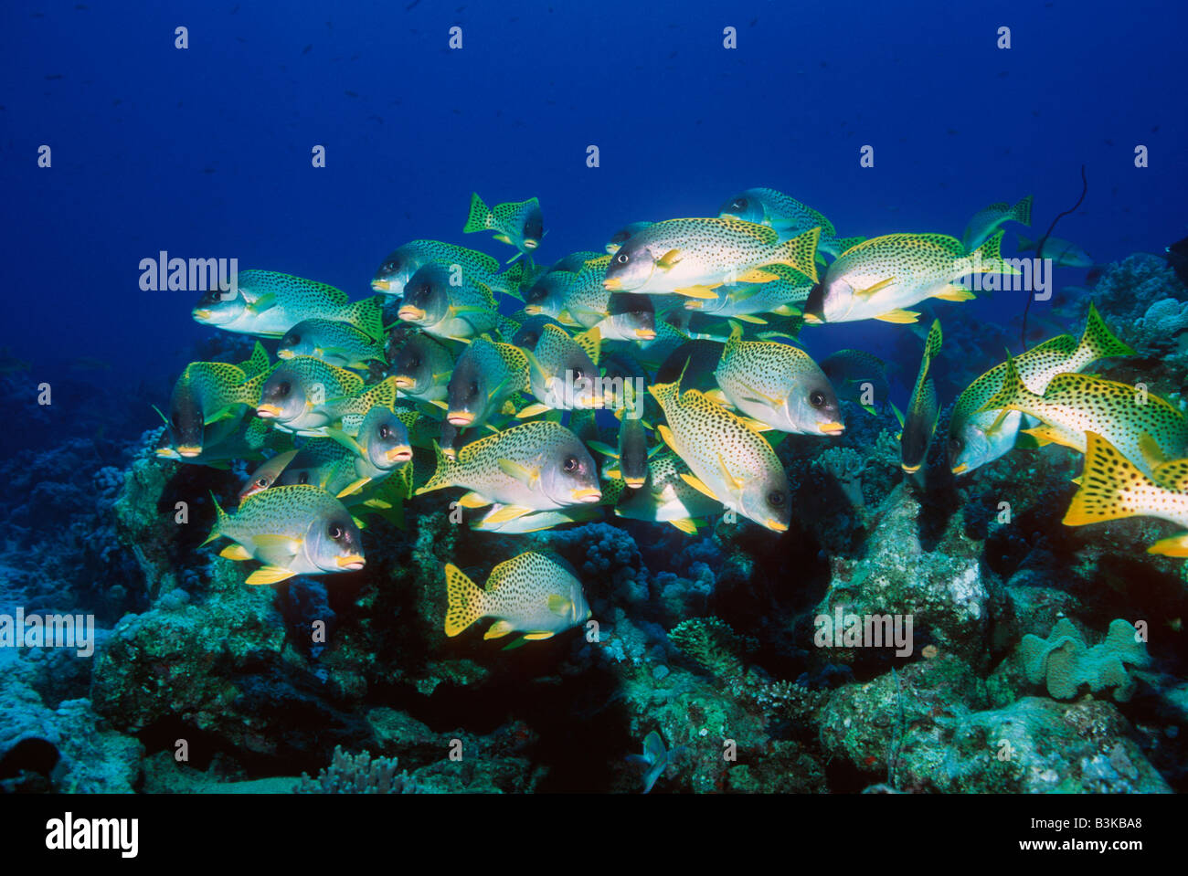 Sweetlips shoal coral reef hi-res stock photography and images - Alamy