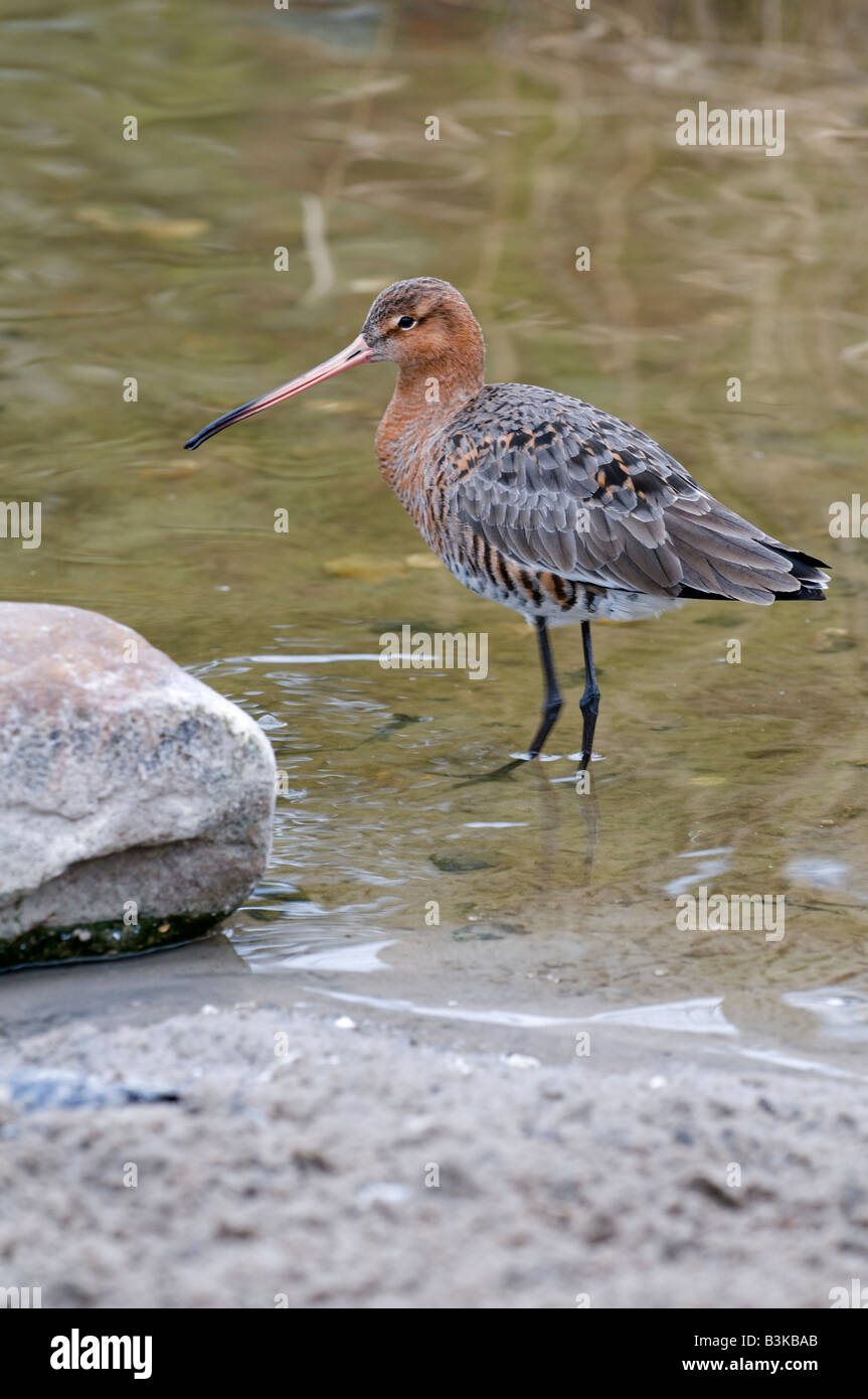 Black Tailed Godwit: Limosa limosa Stock Photo - Alamy