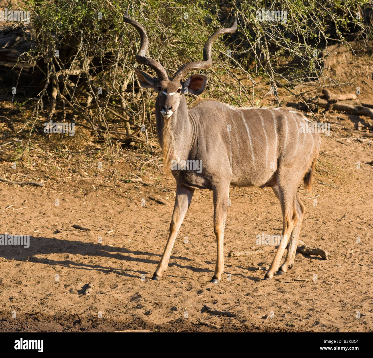 Afrika kudu hi-res stock photography and images - Alamy