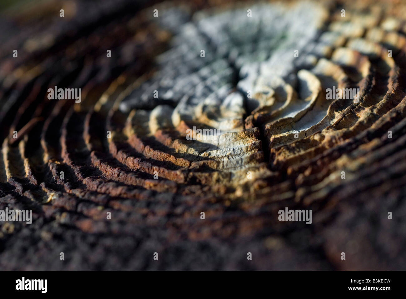 Tree rings hi-res stock photography and images - Alamy