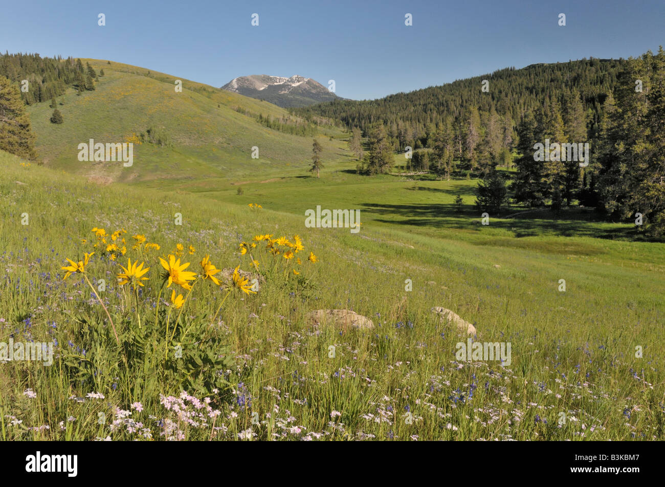 Spreading phlox and stemless goldenweed in a seadow near Idaho's ...