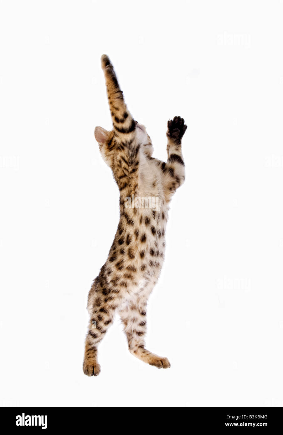 Bengal kitten reaching up with paw isolated on white background Stock ...