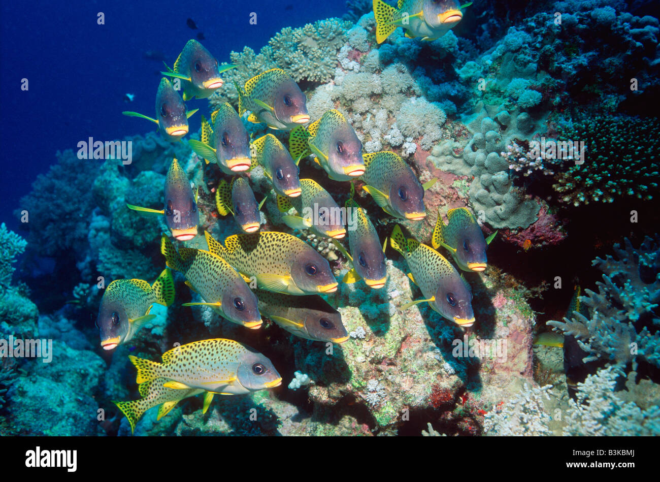 Blackspotted sweetlips Plectorhinchus gaterinus Red Sea Djibouti Indian ...