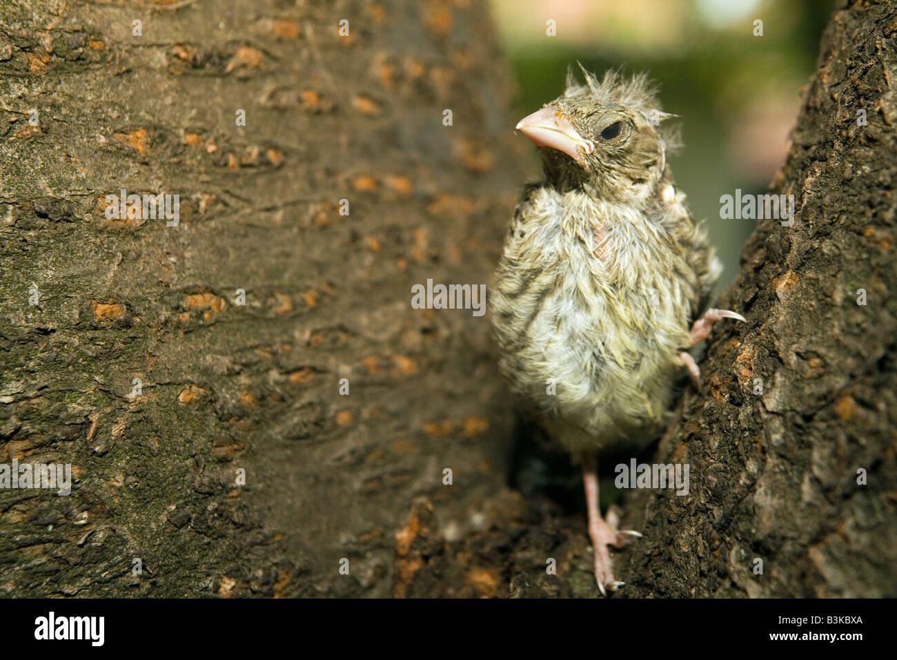 Young cherry tree stands hi-res stock photography and images - Alamy