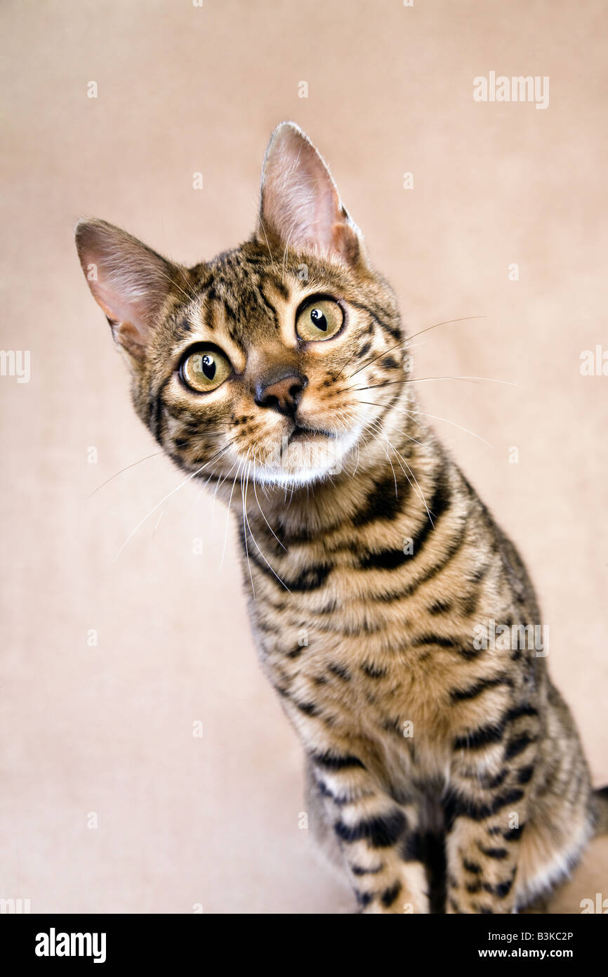 Tan cat hi-res stock photography and images - Alamy