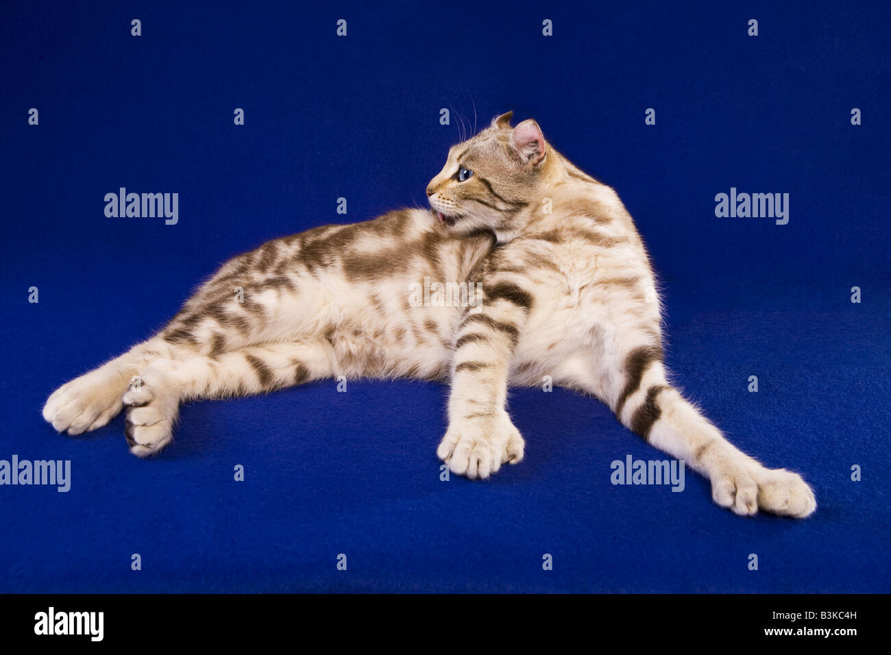 Highlander cat hi-res stock photography and images - Alamy