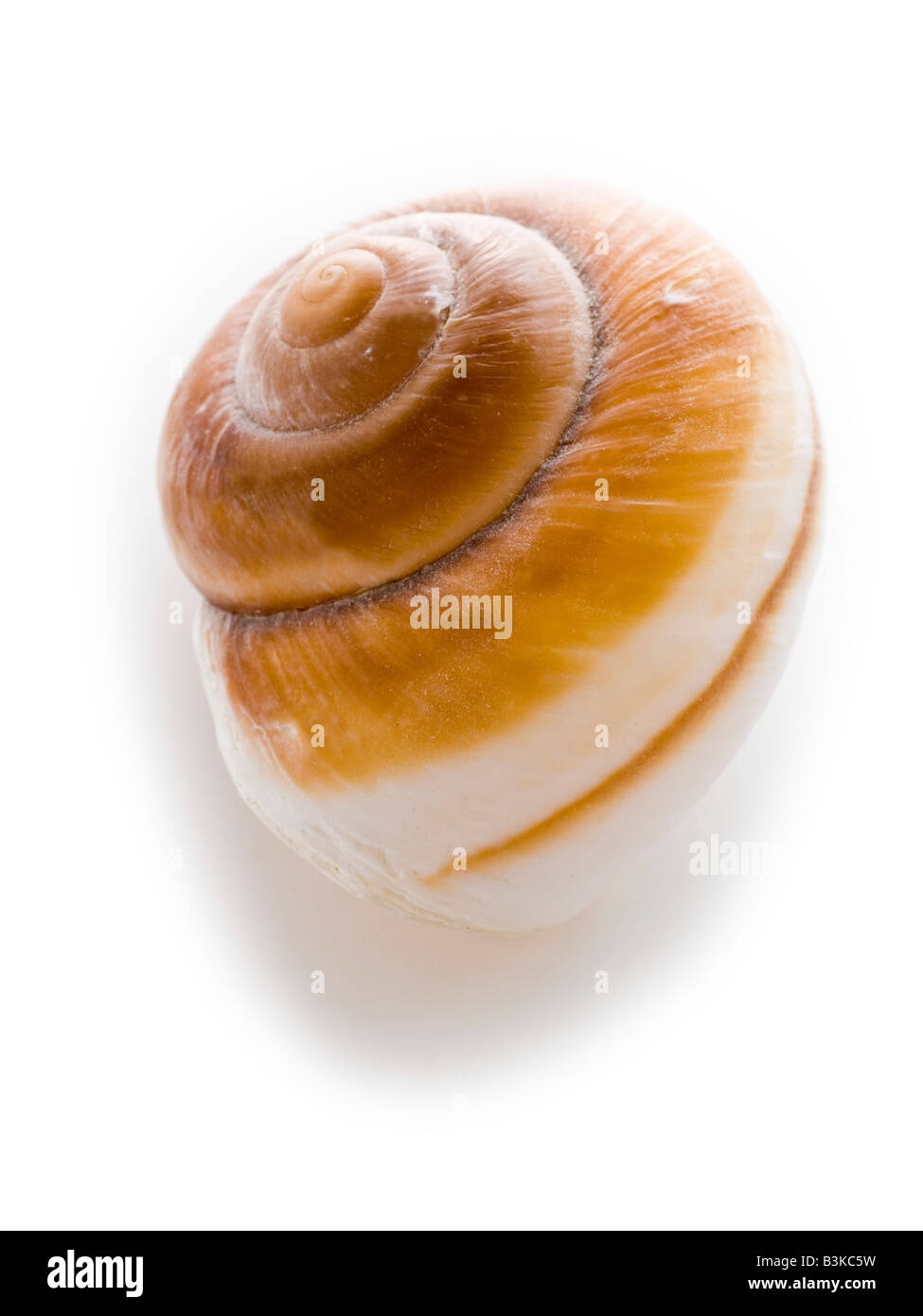 Sea shell hi-res stock photography and images - Alamy
