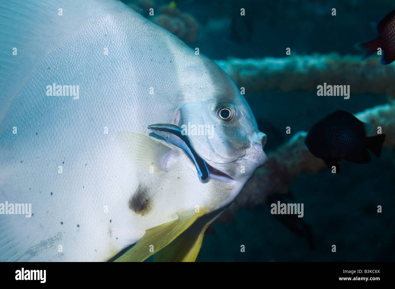 Fish gills cleaner fish hi-res stock photography and images - Alamy