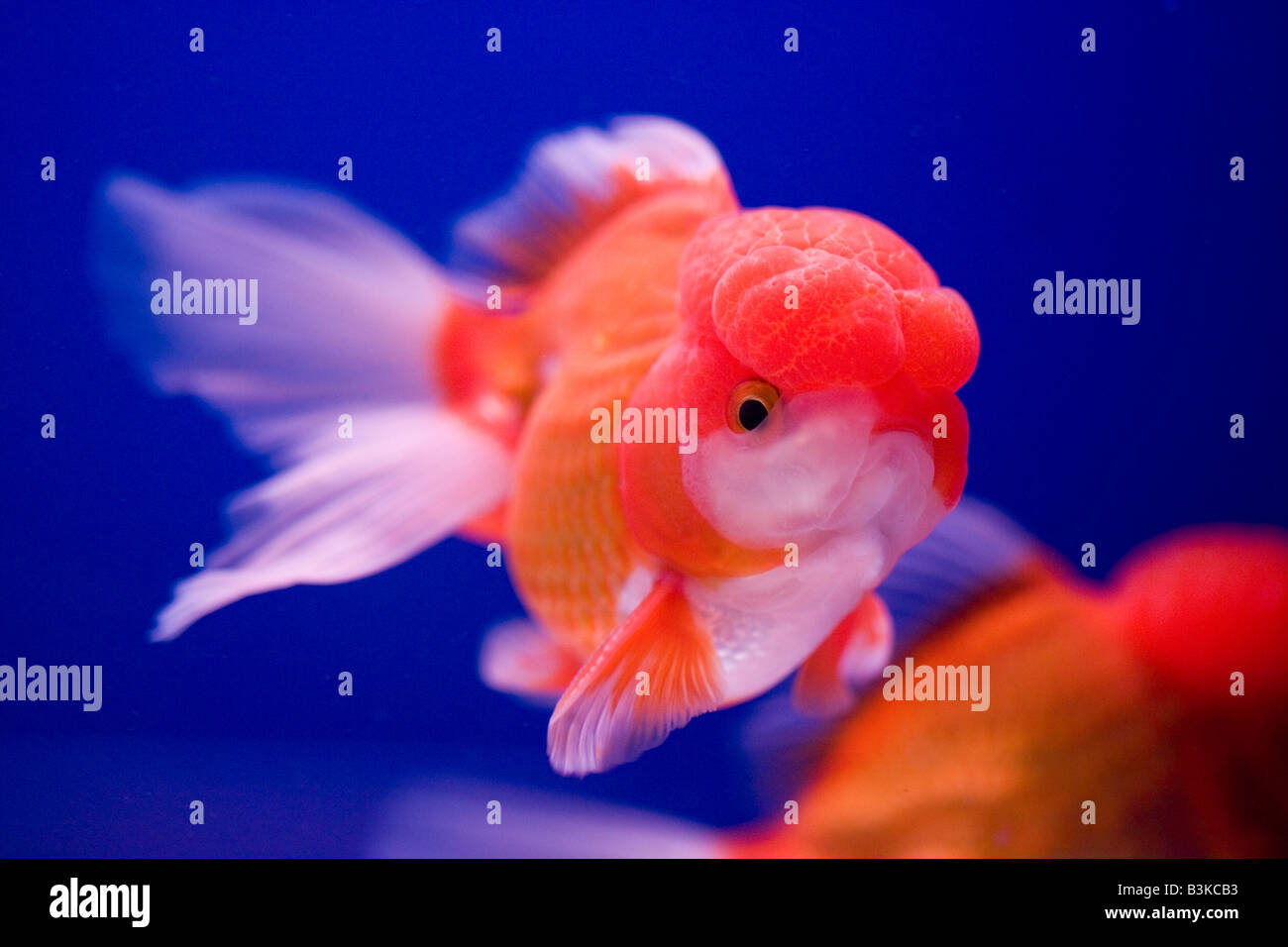 Chatuchak Weekend Market Bangkok Thailand jatuchak Stock Photo - Alamy