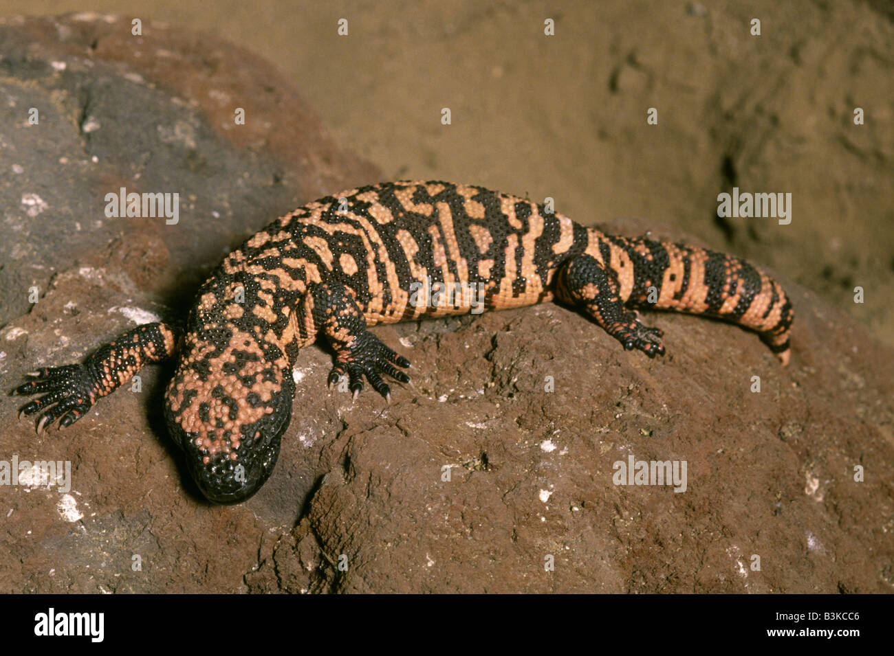 CLOSE-UP OF GILA MONSTER (HELODERMA SUSPECTUM Stock Photo - Alamy