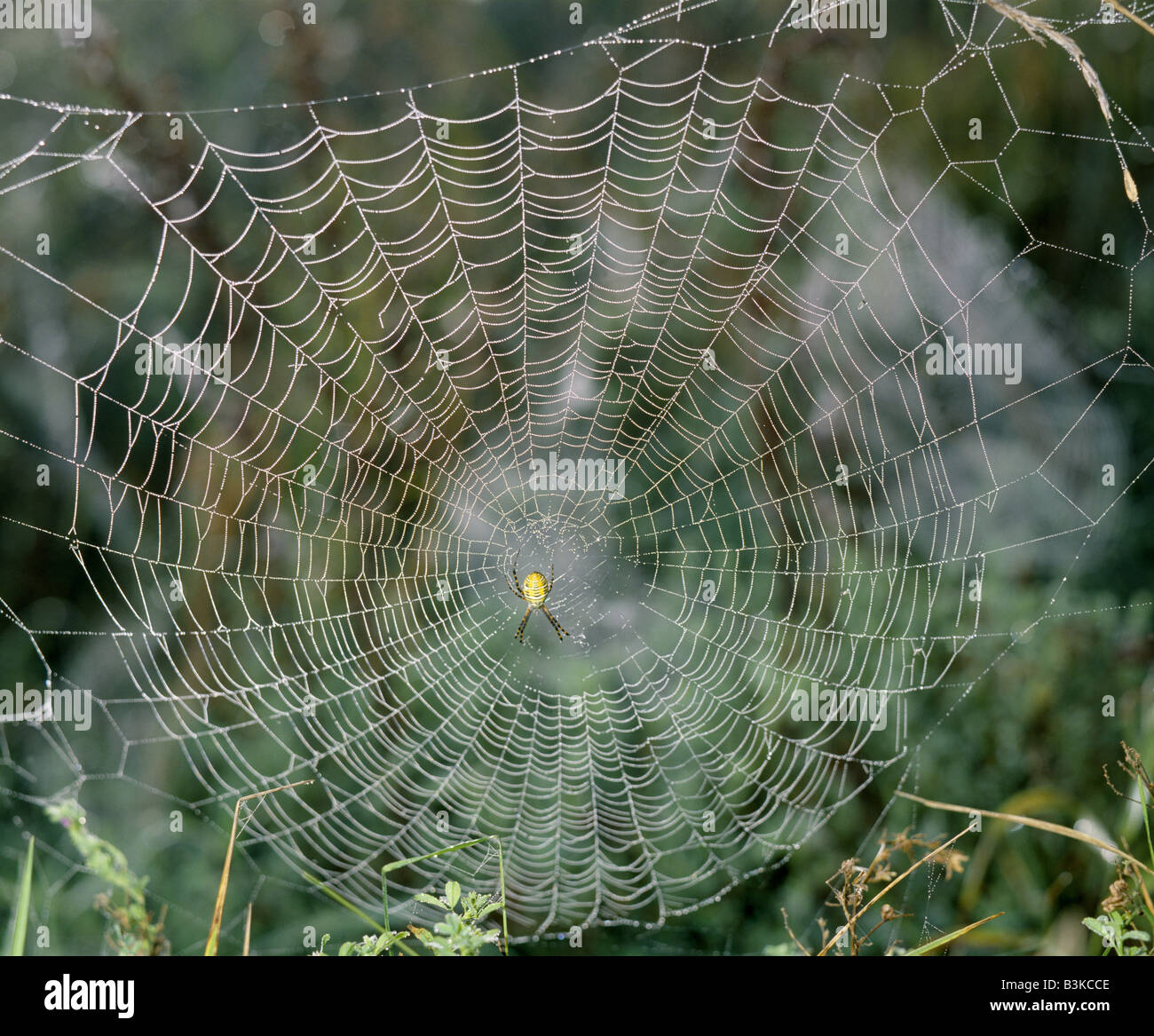 GARDEN SPIDER (ARGIOPE SP) AND ITS WEBS / IOWA Stock Photo - Alamy
