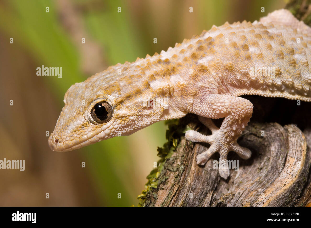 Camouflage gecko hi-res stock photography and images - Alamy