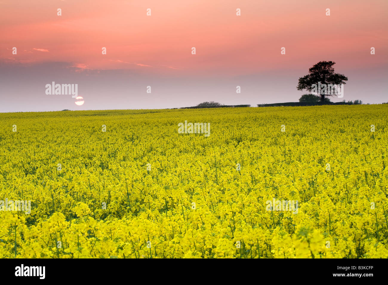 Rapeseed Fields, Yorkshire Stock Photo - Alamy