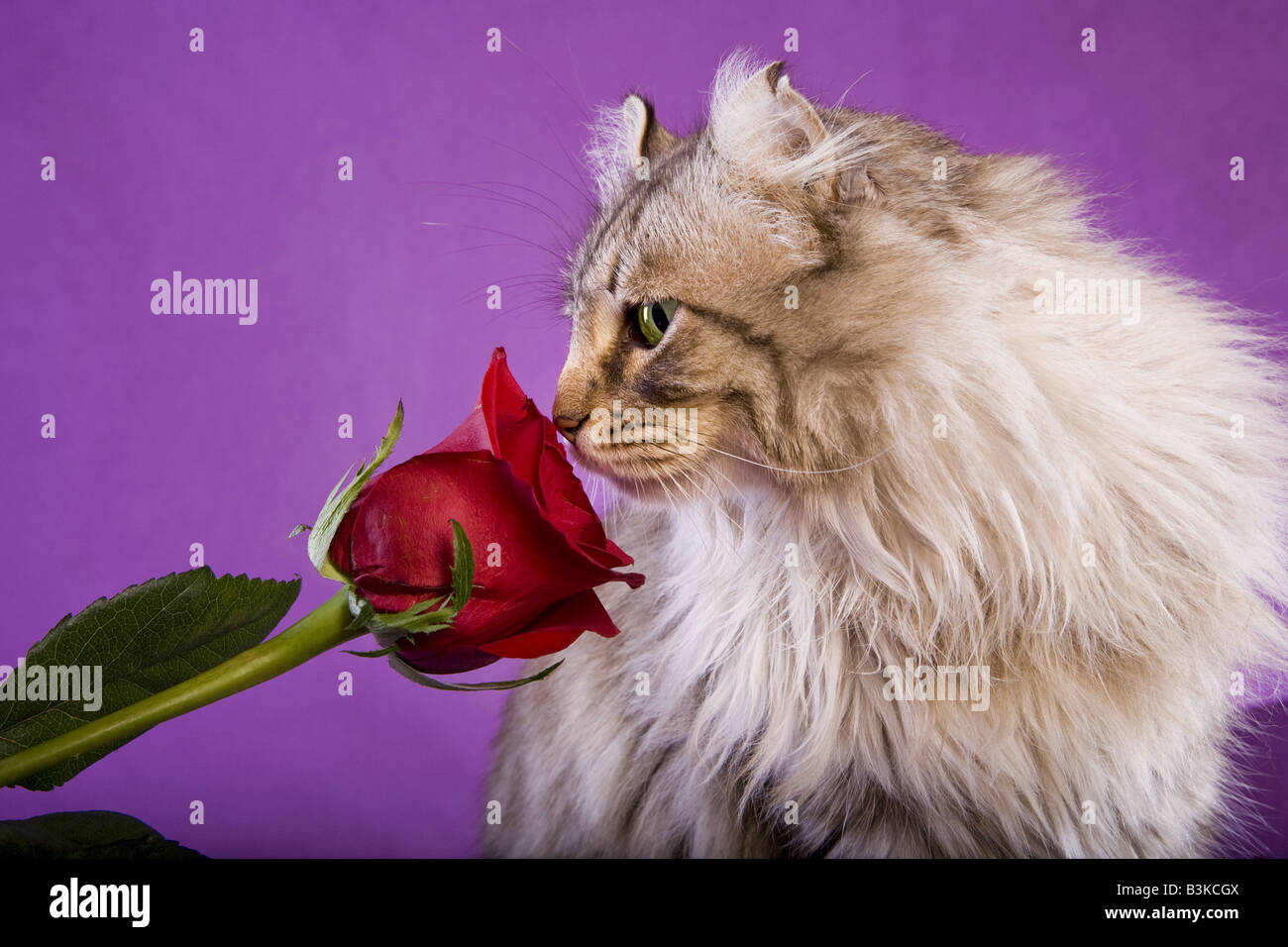Beautiful Highlander cat smelling red rose on purple background Stock ...