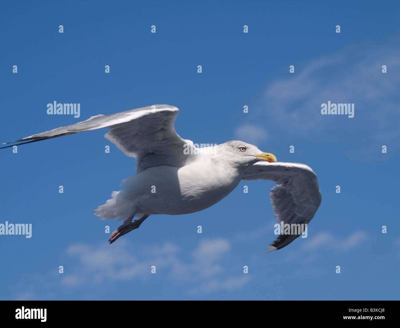 Seagull in flight Stock Photo - Alamy
