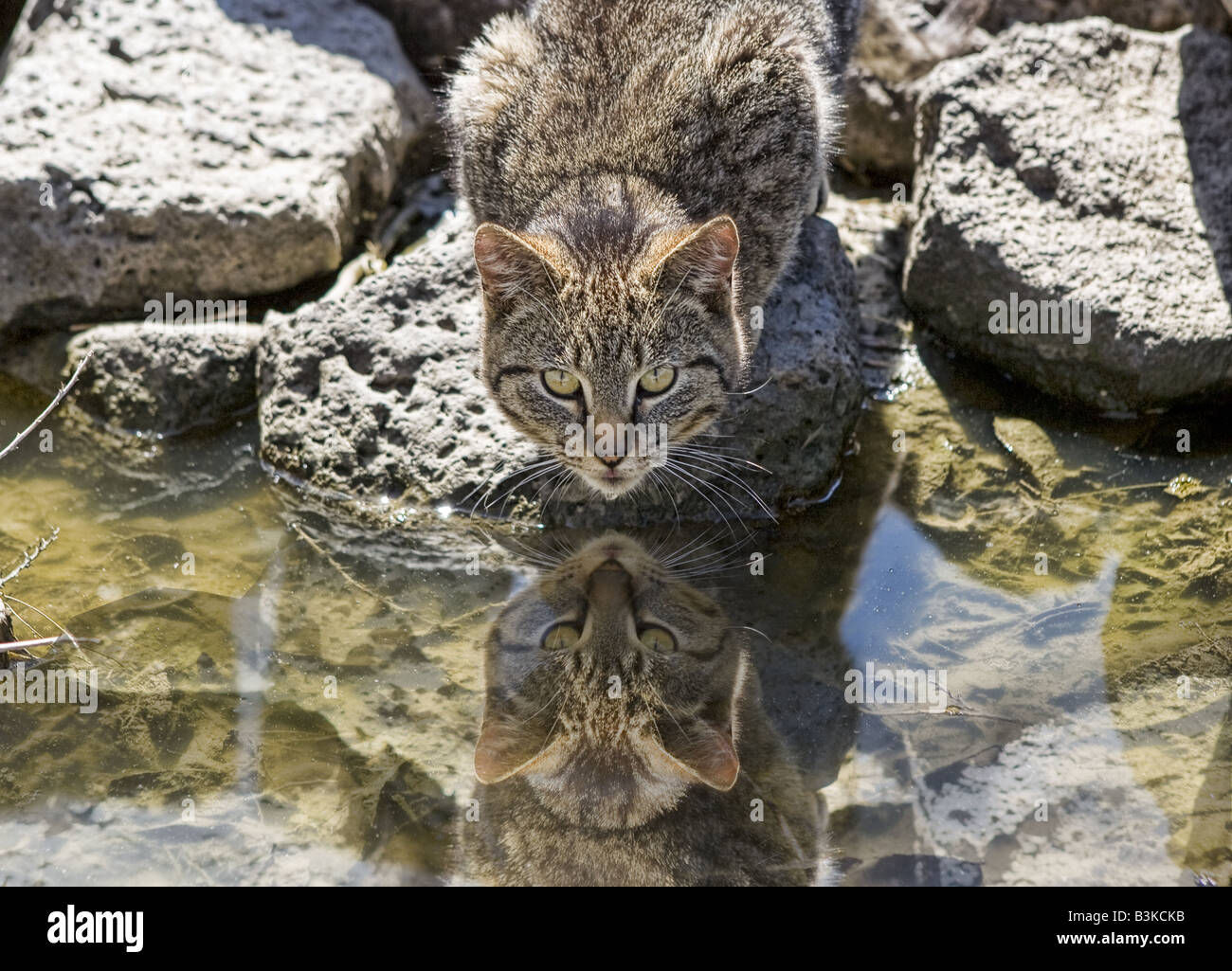 Cat reflection water hi-res stock photography and images - Alamy