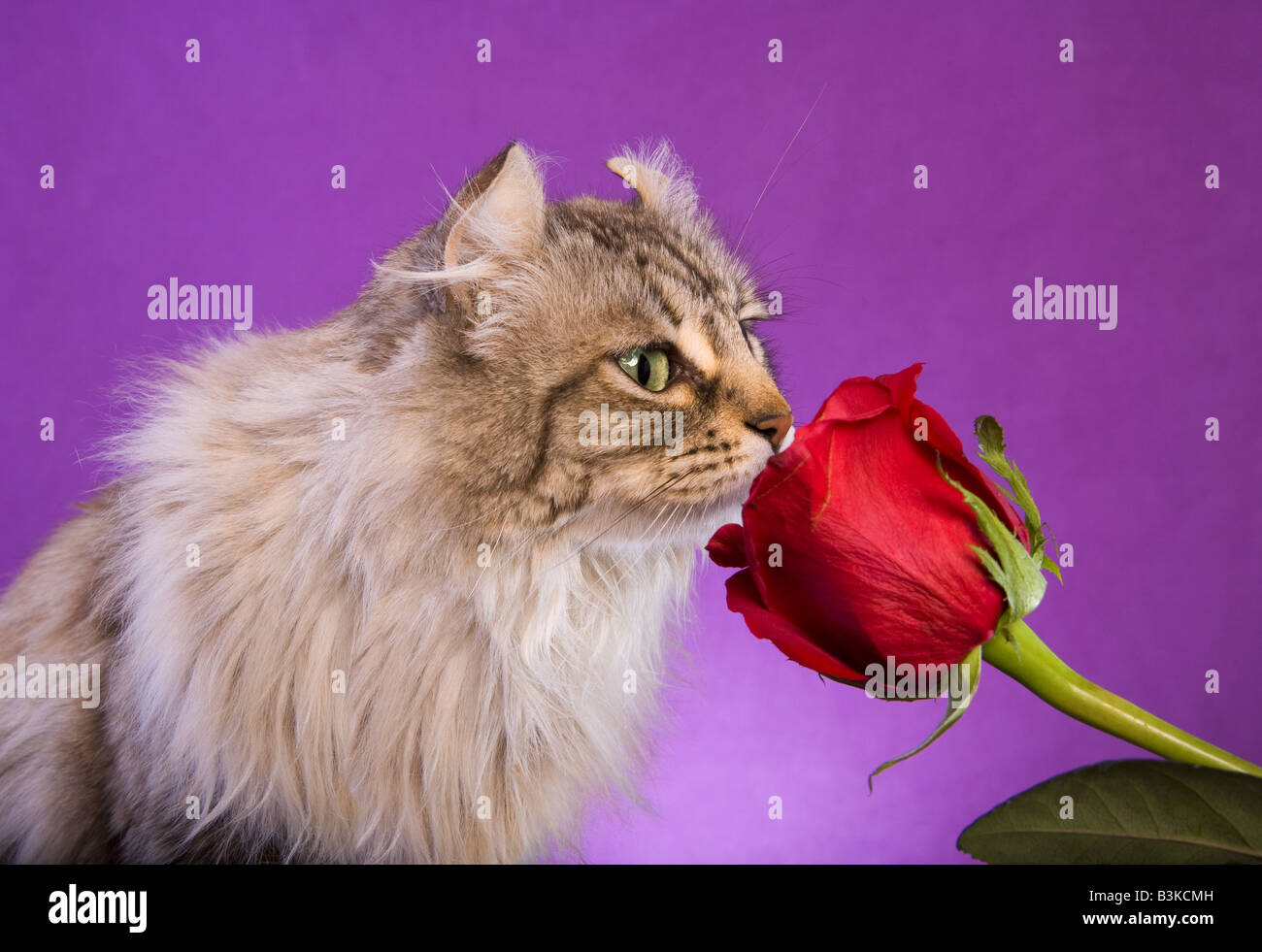 Cat rose hi-res stock photography and images - Alamy