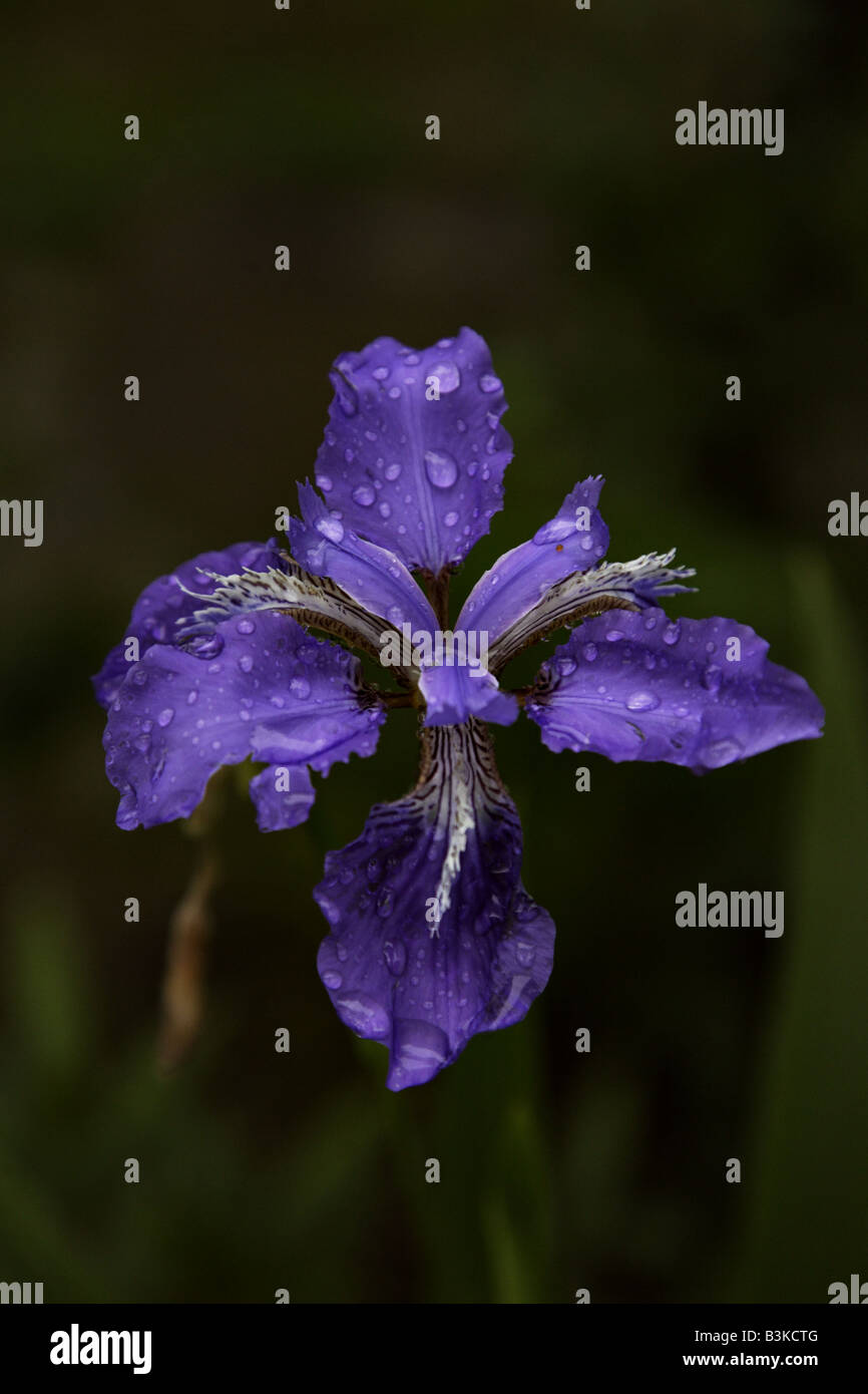 Almora uttarakhand hi-res stock photography and images - Alamy