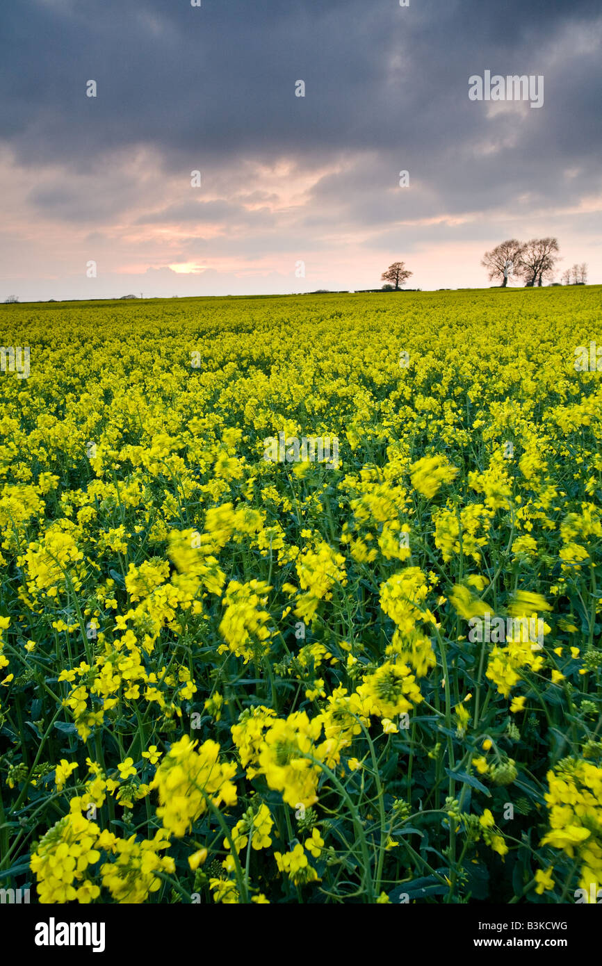 Rapeseed Fields, Yorkshire Stock Photo - Alamy