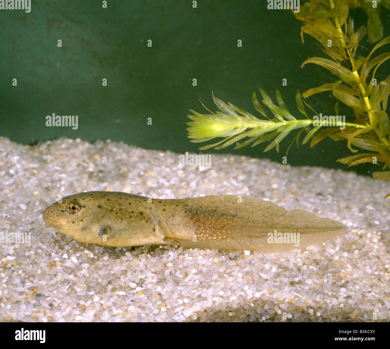 BULLFROG (RANA CATESBIANA) TADPOLE WITH FULL TAIL, NO LEGS AND ...