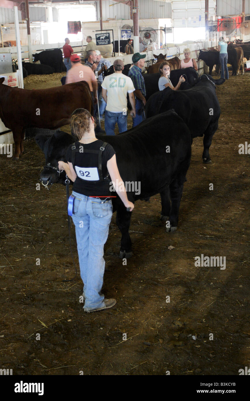 Waiting at livestock showing area, young people with Limousin bulls ...