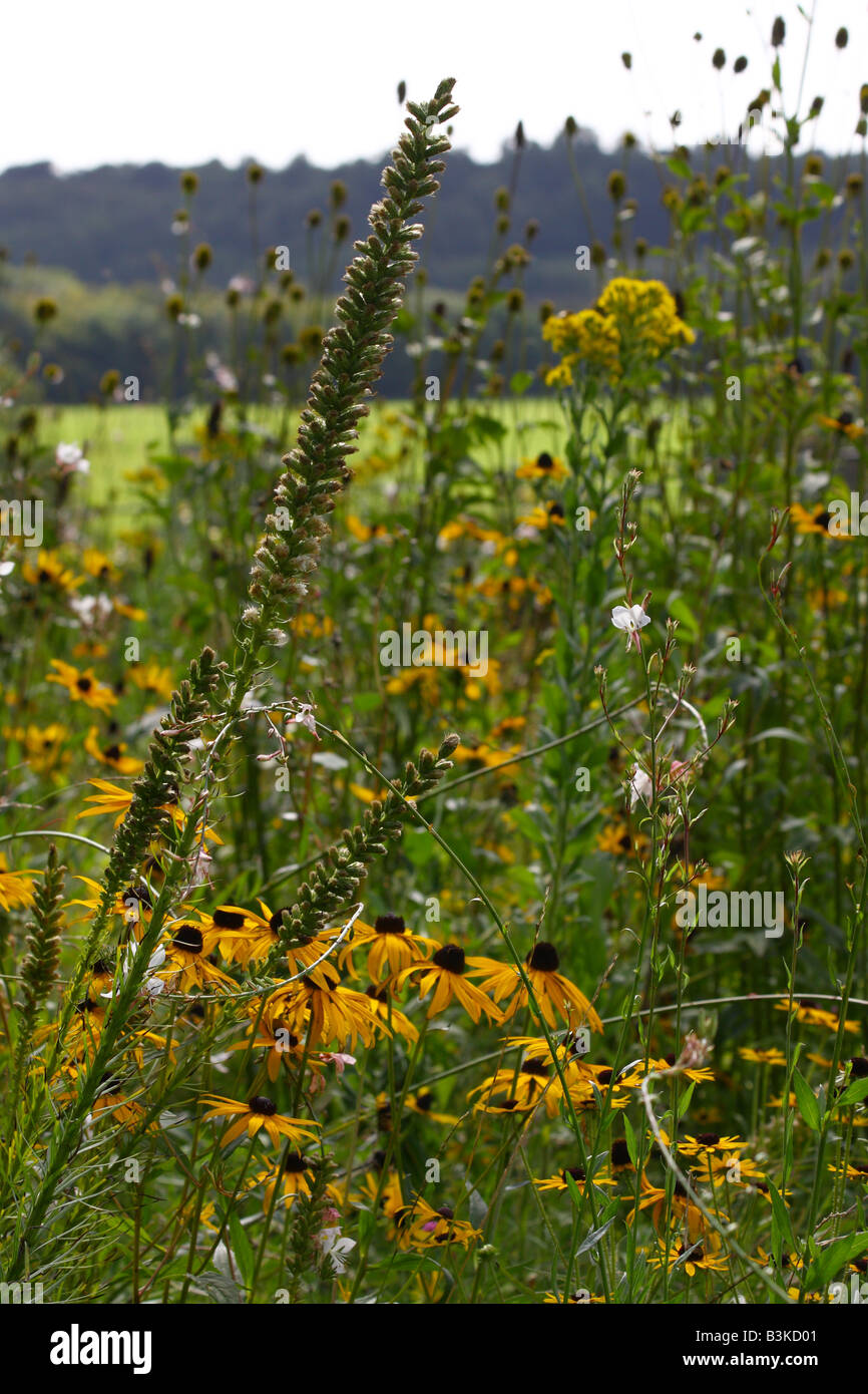 Meadow border hi-res stock photography and images - Alamy