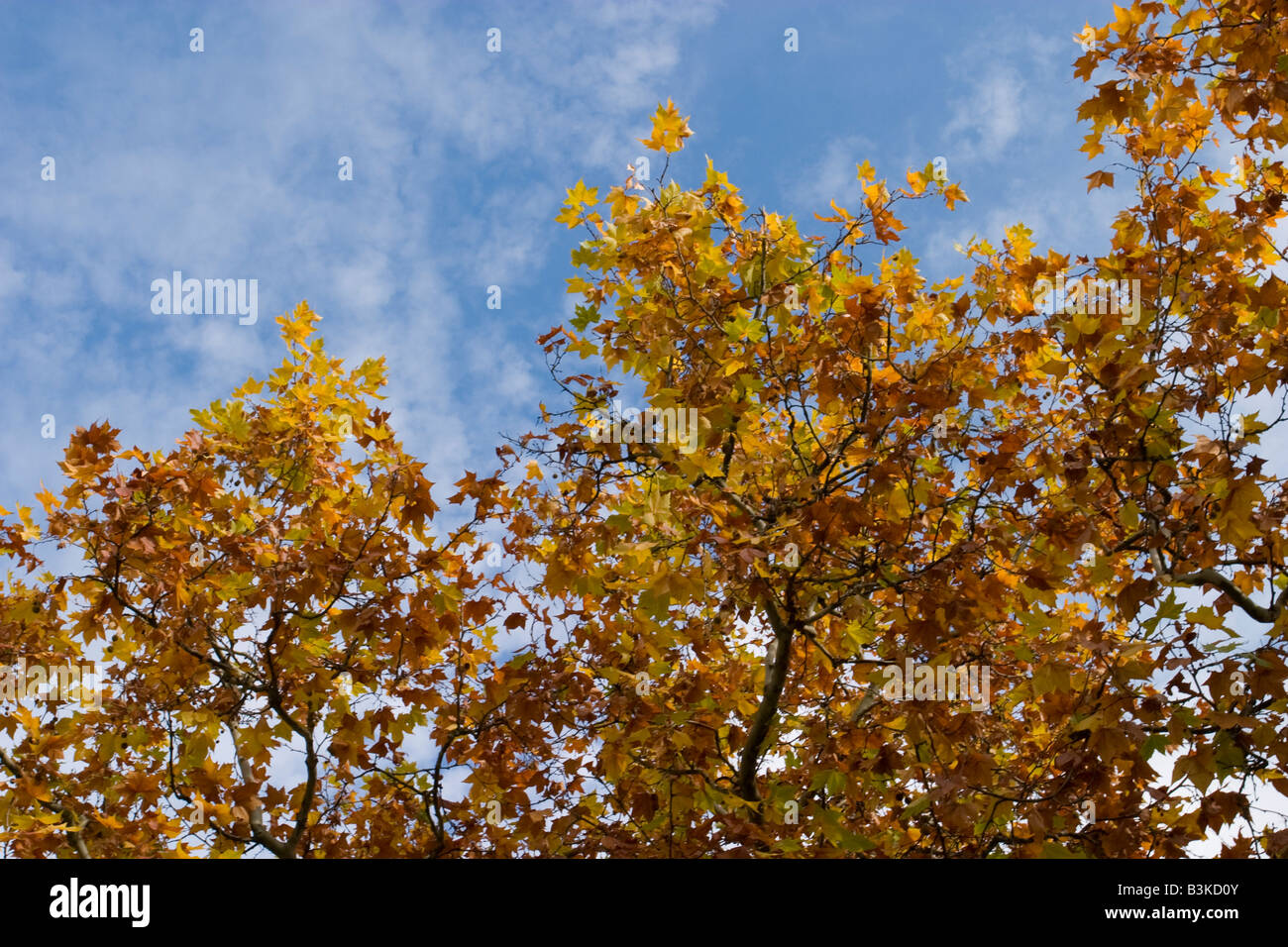 Tree in Autumn Stock Photo - Alamy