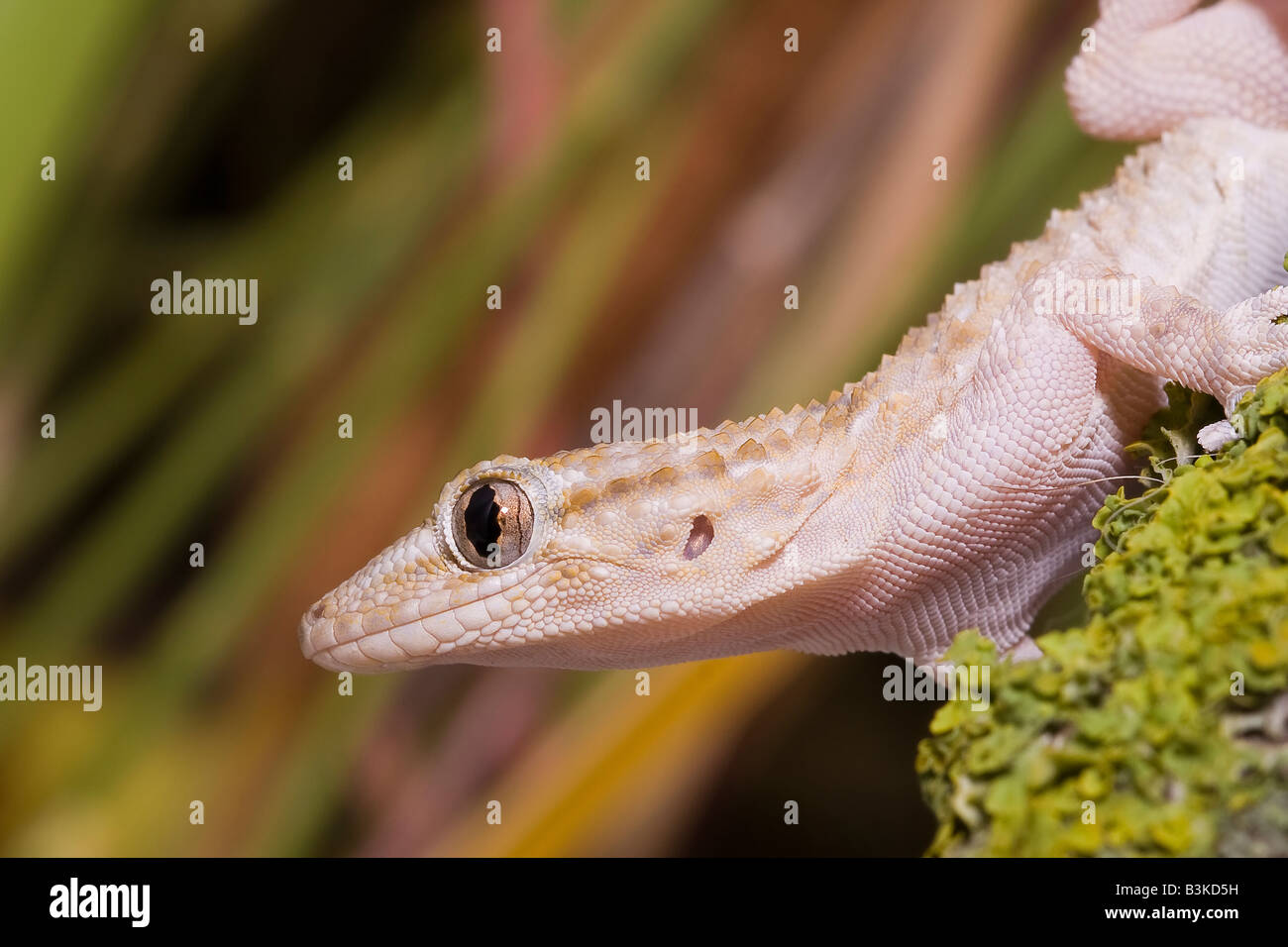 Reptil gecko hi-res stock photography and images - Alamy