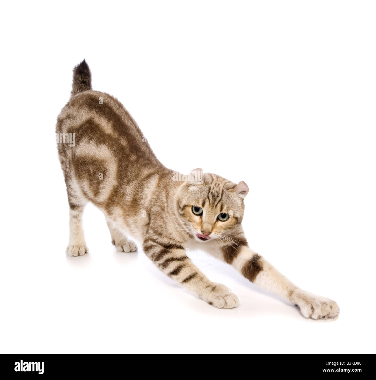 Kitten stretching with butt in air isolated on white background Stock ...