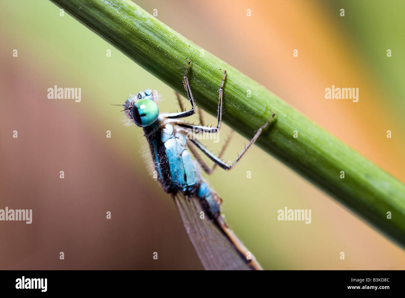 Marsh damsel bug hi-res stock photography and images - Alamy