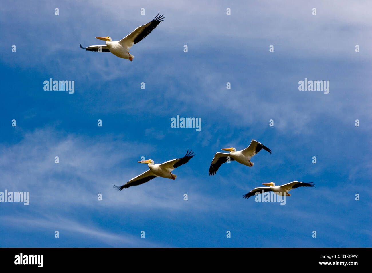 White Pelicans in Flight pelecanus erythrorhynchos Merritt Island ...